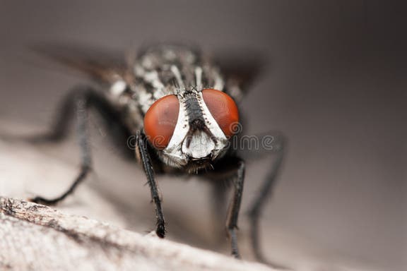 Big Fly Face stock photo. Image of black, look, nature - 82824018