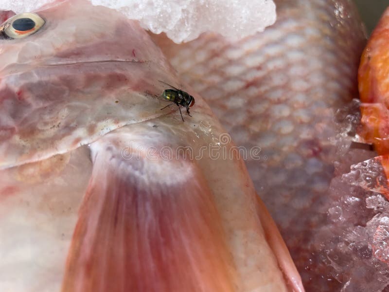 Big fly on fresh fish. stock image. Image of food, insect - 272446559