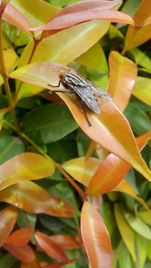 A Big Fly Perched on the Leaf Stock Image - Image of green, flower ...