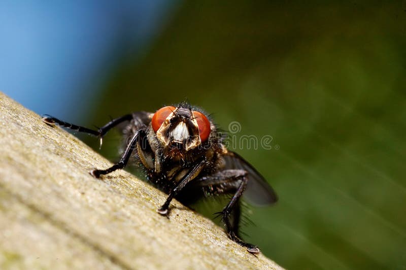 Big Fly Sitting on a Wooden Fence Stock Image - Image of plants ...