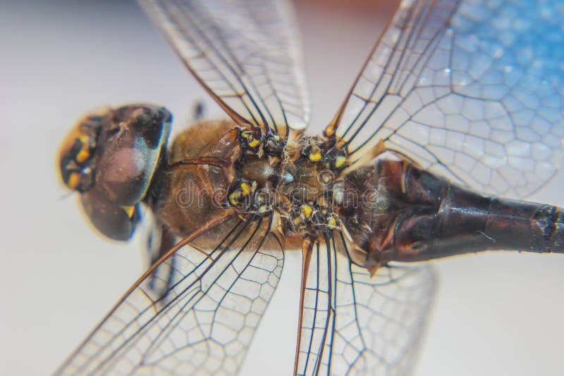 Big Fly wings stock image. Image of detail, insects, morning - 53370967