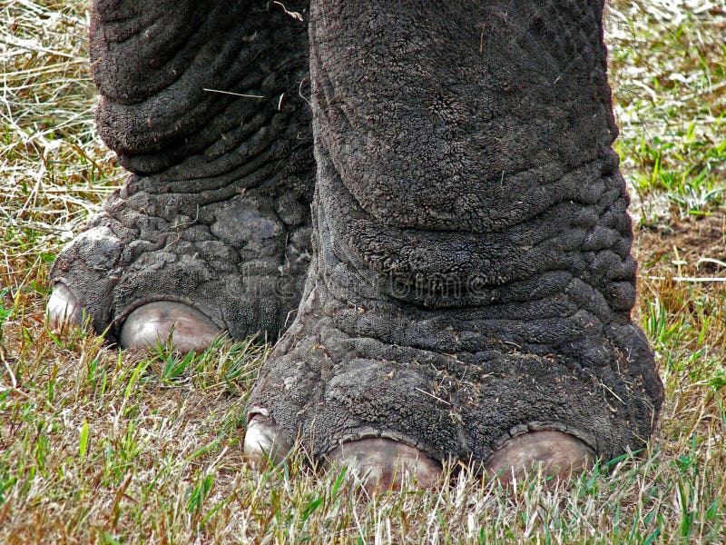 Big Foot stock photo. Image of pair, rough, elephant - 12068104