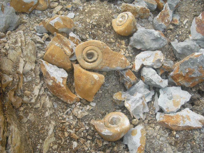 A big foraminifera fossil stock photo. Image of foraminifera - 107856558