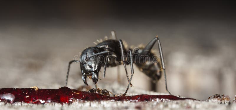 Big Forest Ants in a Native Habitat Stock Image - Image of pest ...