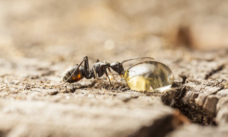 Big Forest Ants in a Native Habitat Stock Photo - Image of pest, brown ...