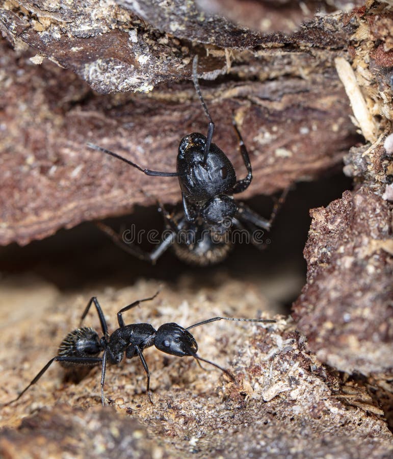 Big Forest Ants in a Native Habitat Stock Photo - Image of large, alien ...