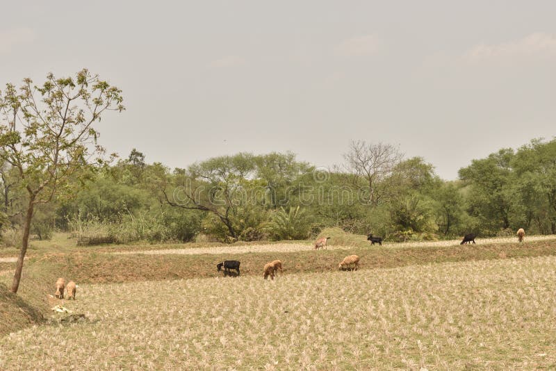 Big Forest Under Sheep and Goat Stock Photo - Image of hairy, land ...
