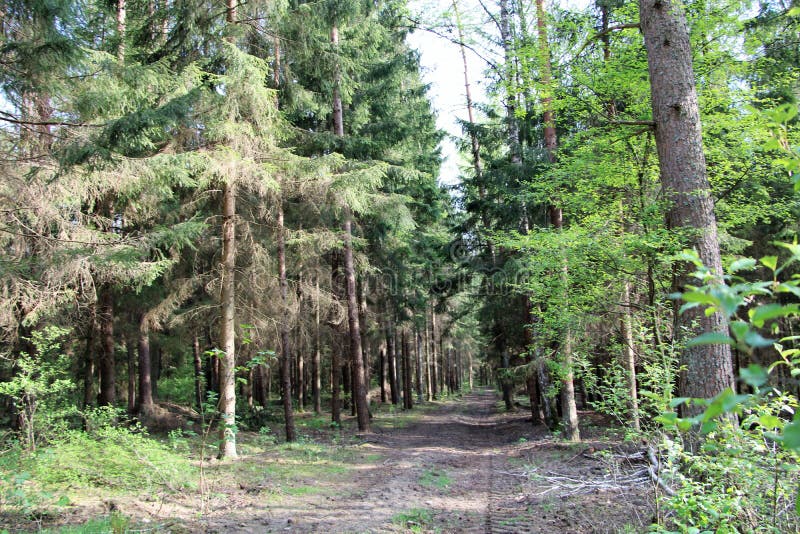 Big forest. Big woods stock photo. Image of spring, swan - 182648346