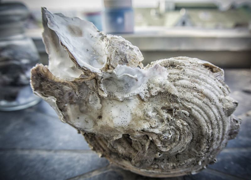 Large Seashell stock photo. Image of evolution, animal - 112578012