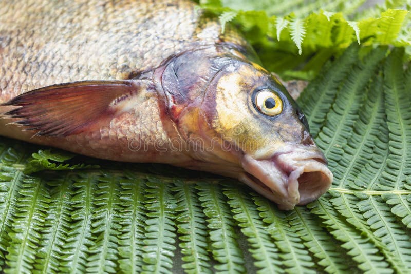 Big Fresh Bream. Freshly Caught River Fish Stock Image - Image of ...