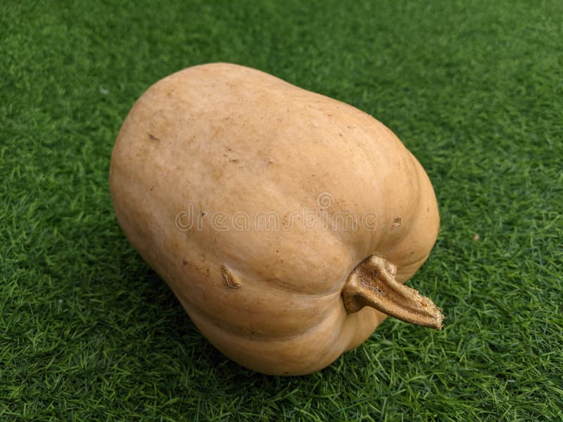 Big and Fresh Butternut Squash Stock Image - Image of grow, vegetable ...