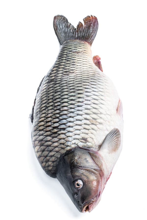 Big Fresh Carp Fish Isolated on White Stock Image - Image of seafood ...