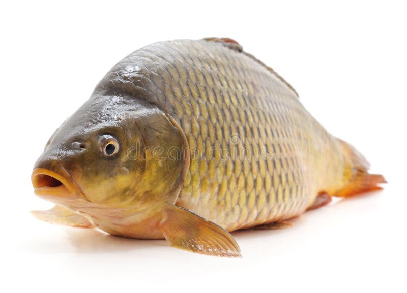 Big fresh carp stock image. Image of eating, industry - 155597867