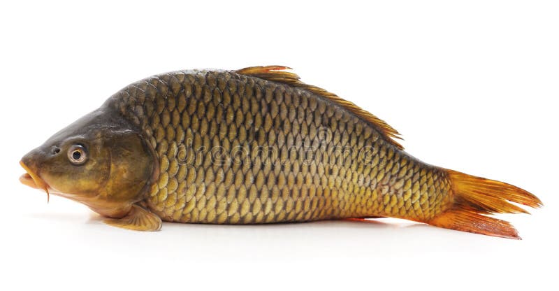 Big fresh carp stock photo. Image of pursuit, carp, catch - 137955904