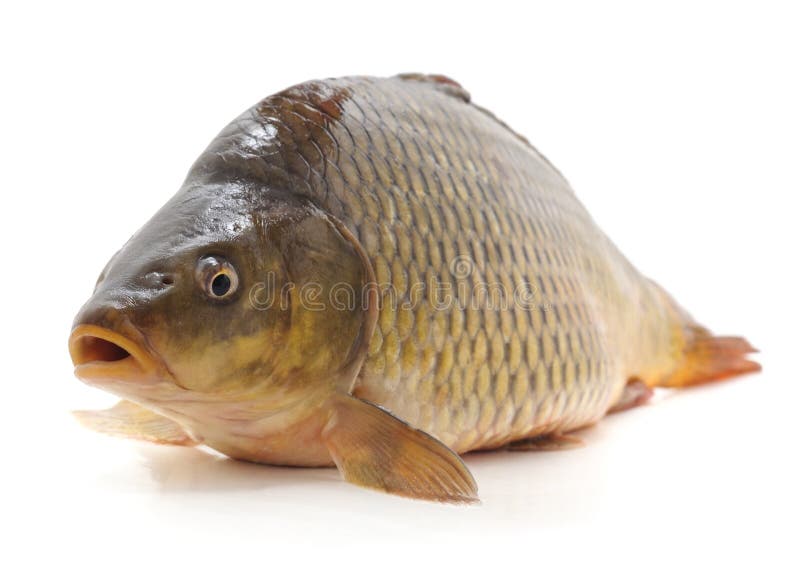 Big fresh carp stock image. Image of fresh, food, meat - 154180045
