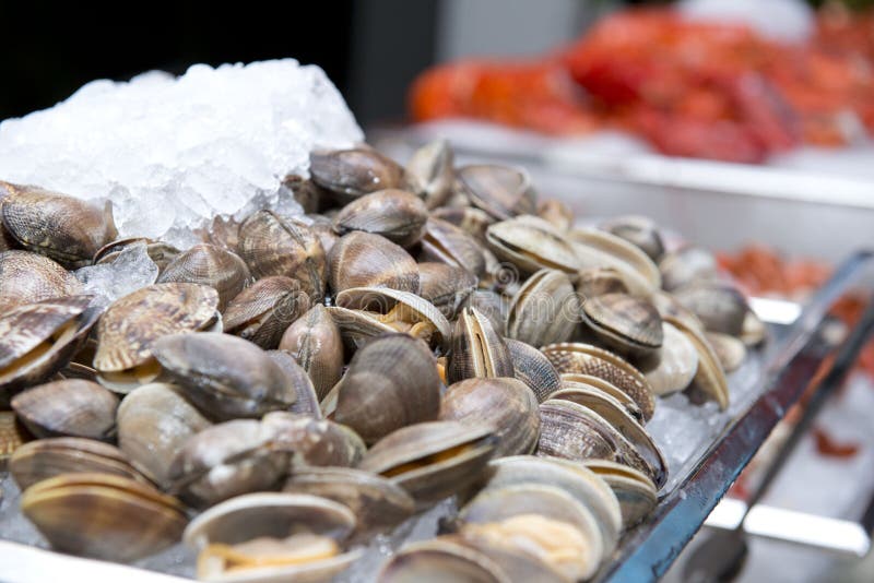 Big Fresh Clams in the White Plate Fot Dinner Stock Photo - Image of ...