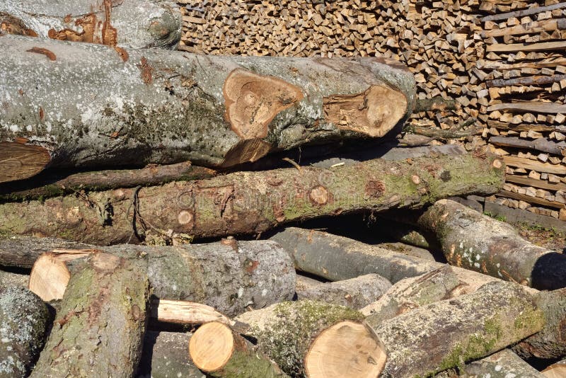 Set of cuted wood photos stock photo. Image of tree, pile - 78223964