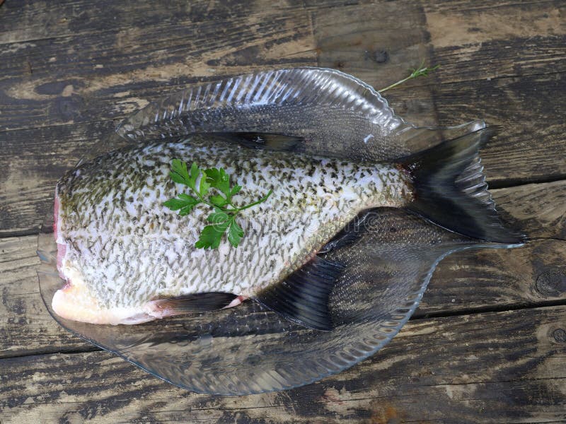 Big fresh fish bream stock image. Image of freshness - 79299727
