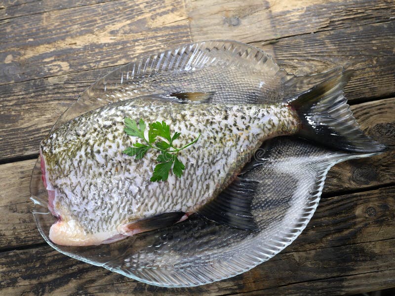 Big fresh fish bream stock photo. Image of tail, nature - 79300840