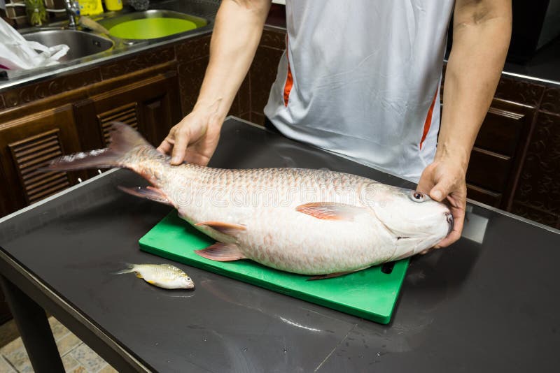 Big fresh fish for cooking stock image. Image of cooking - 75569155