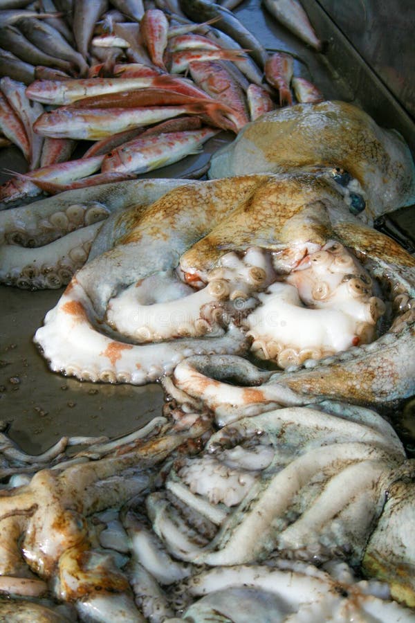 Fish market, octopus, Bari stock image. Image of market - 135905243