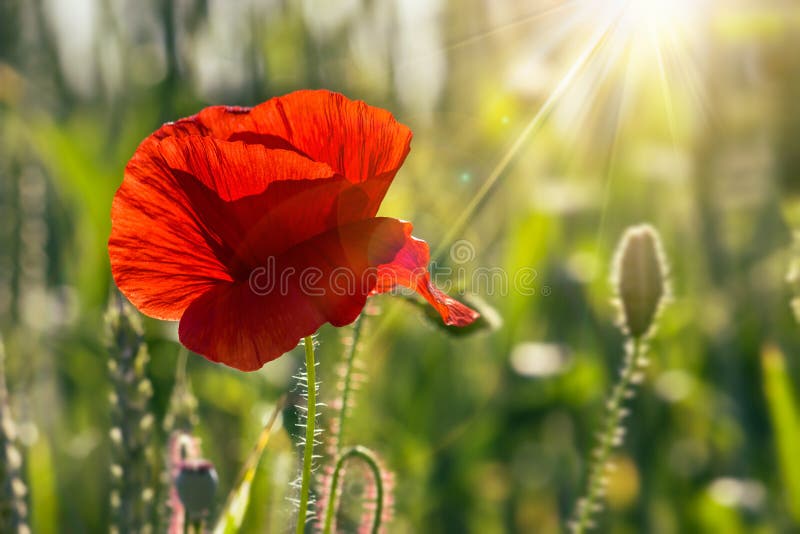 Big Fresh Poppy in the Field Stock Photo - Image of white, blossom ...