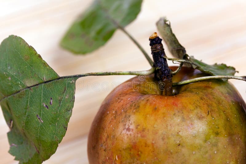 A Big,fresh,ripe Apple with Leaves Stock Image - Image of nature, crust ...