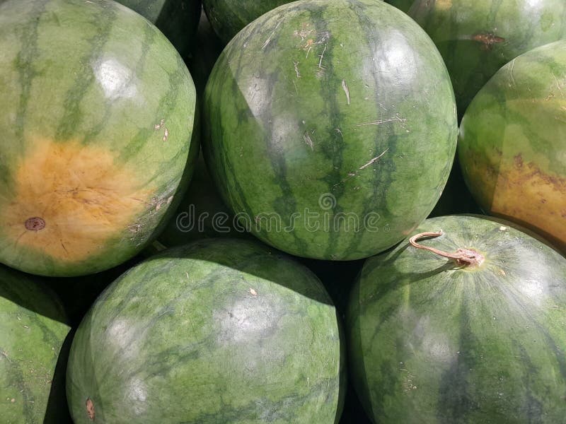 Big and fresh watermelons stock image. Image of fruit - 344243523
