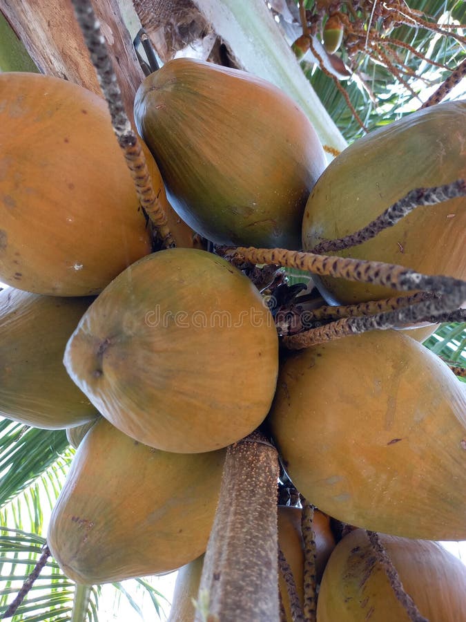 Big Fresh Young Coconuts on Tree Stock Photo - Image of fresh, exotic ...