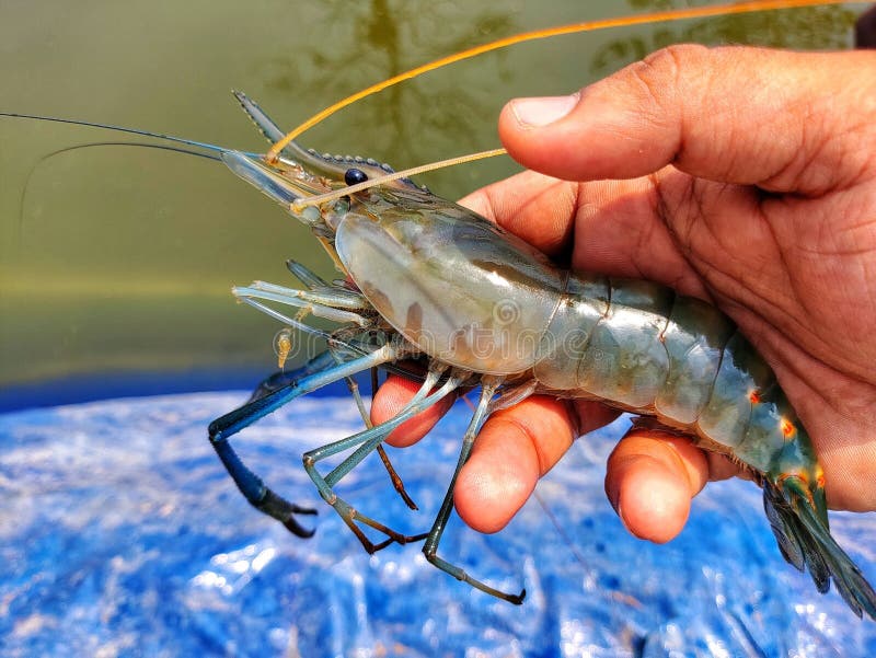 Fishing Man Prawn Stock Photos - Free & Royalty-Free Stock Photos from ...