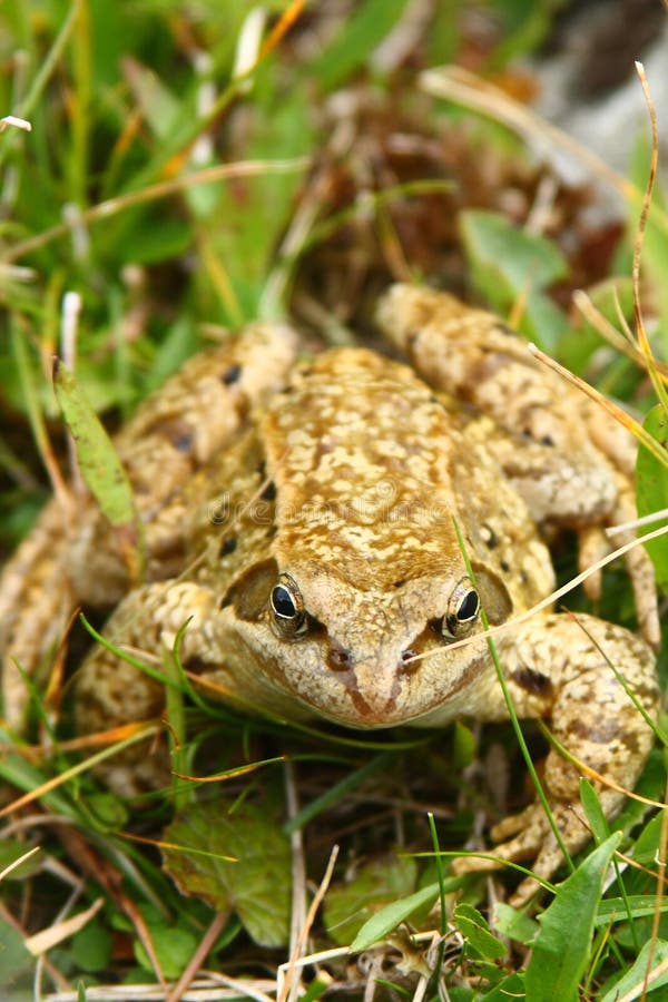 Big frog stock image. Image of nose, green, frog, grass - 11826903
