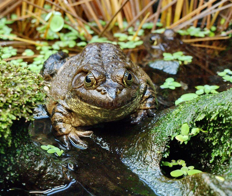 Big frog stock photo. Image of tropical, environment - 26252164