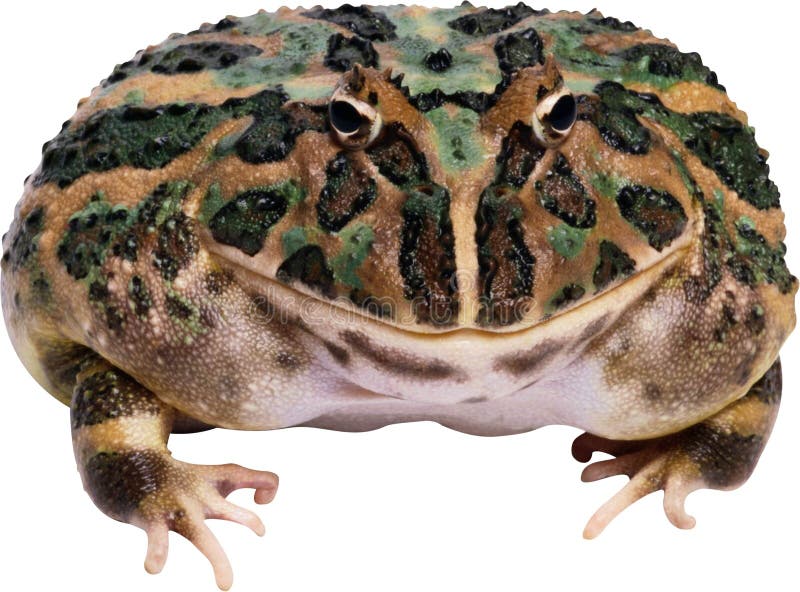 Big frog stock image. Image of design, jungle, closeup - 192534325