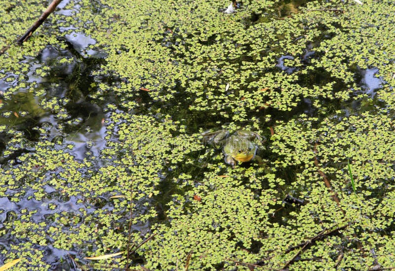 Big Frog stock image. Image of nature, frog, pond, wild - 281762461