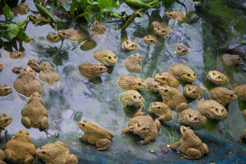 Frog Farming Thailand Stock Photos - Free & Royalty-Free Stock Photos ...