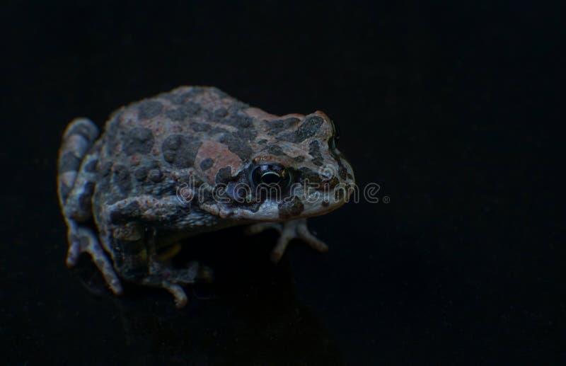 The big frog stock photo. Image of people, amphibian - 221429420