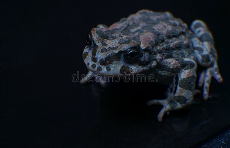 The big frog stock photo. Image of toad, rainforest - 221431060