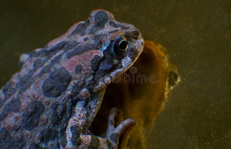 The big frog stock image. Image of white, animal, fauna - 221430783