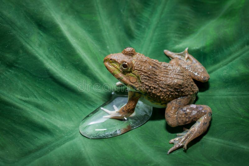 Big frog sitting stock image. Image of freshwater, coldblooded - 77762487