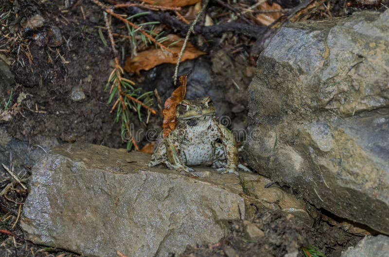A Big Frog is Sitting on a Stone Sheltering a Leaf Stock Photo - Image ...