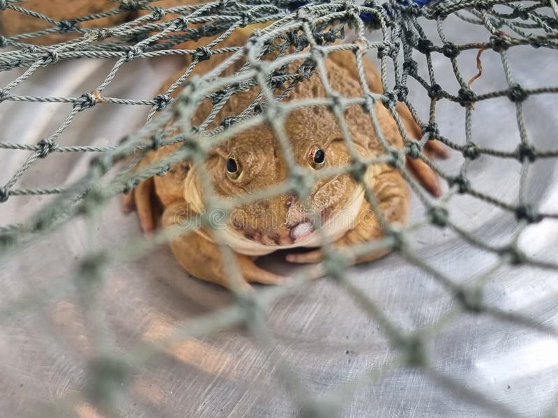 Big frog stuck in the net stock photo. Image of arthropod - 279202728