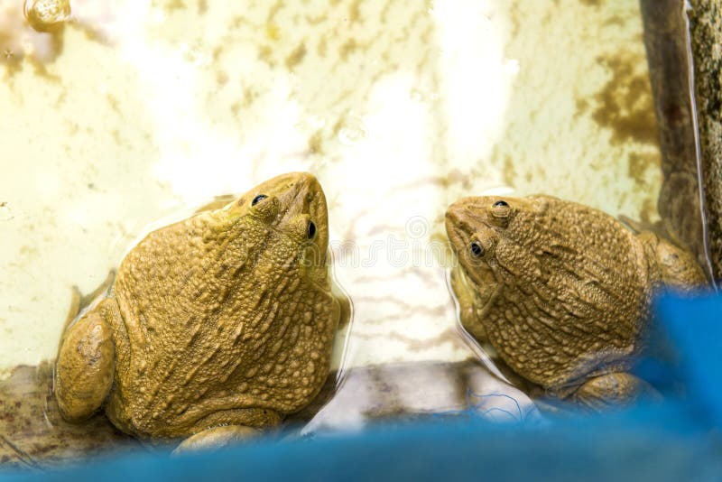 Big frog stock image. Image of amphibians, grafi, inundation - 79602599