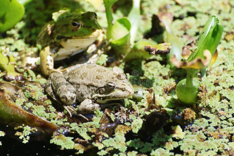 Big frogs in the swamp stock photo. Image of lake, mate - 55666110