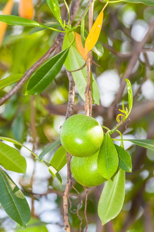 The Big Fruit of Alstonia Scholaris Stock Image - Image of flora ...