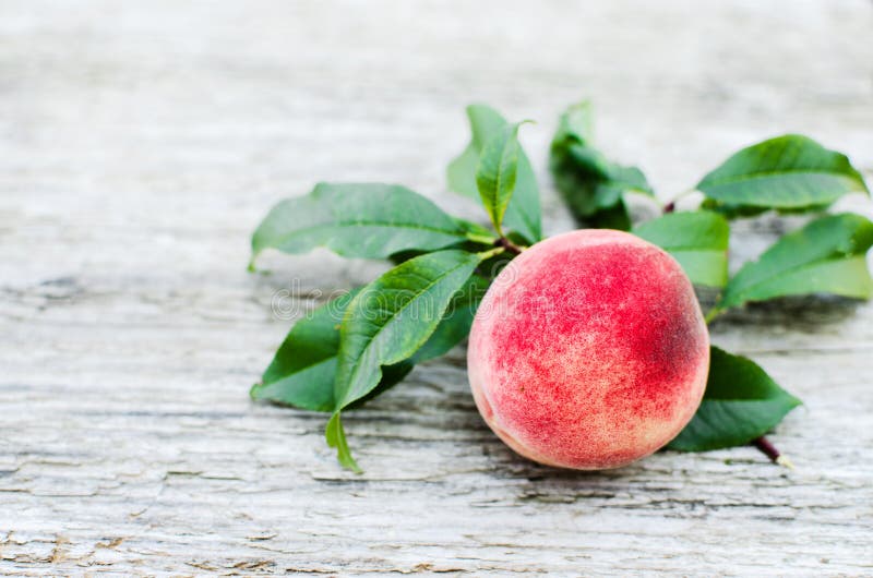 The Big Fruit Reached a Peach Grows on a Branch Stock Image - Image of ...