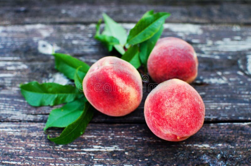 The Big Fruit Reached a Peach Grows on a Branch Stock Image - Image of ...