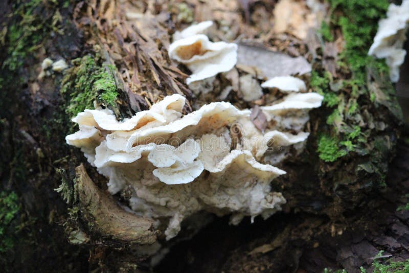 Big fungi stock photo. Image of back, front, brake, away - 94928614