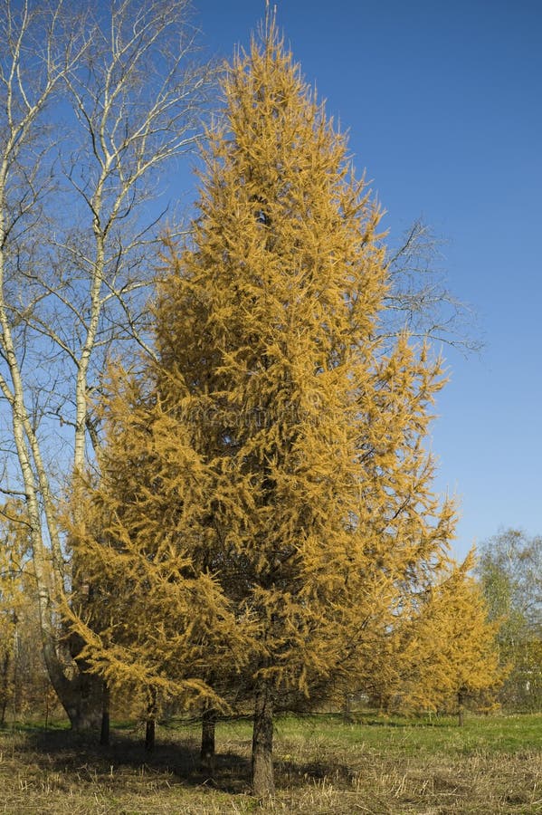 Big Fur tree stock image. Image of green, trees, forest - 11455325