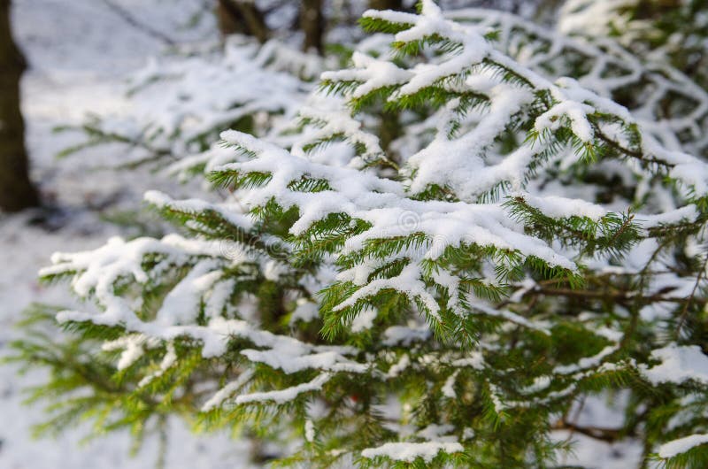 Big Fur-tree Branch with Snow Stock Photo - Image of festive, needle ...