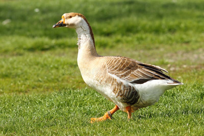 Big gander on lawn stock photo. Image of closeup, grass - 72104372